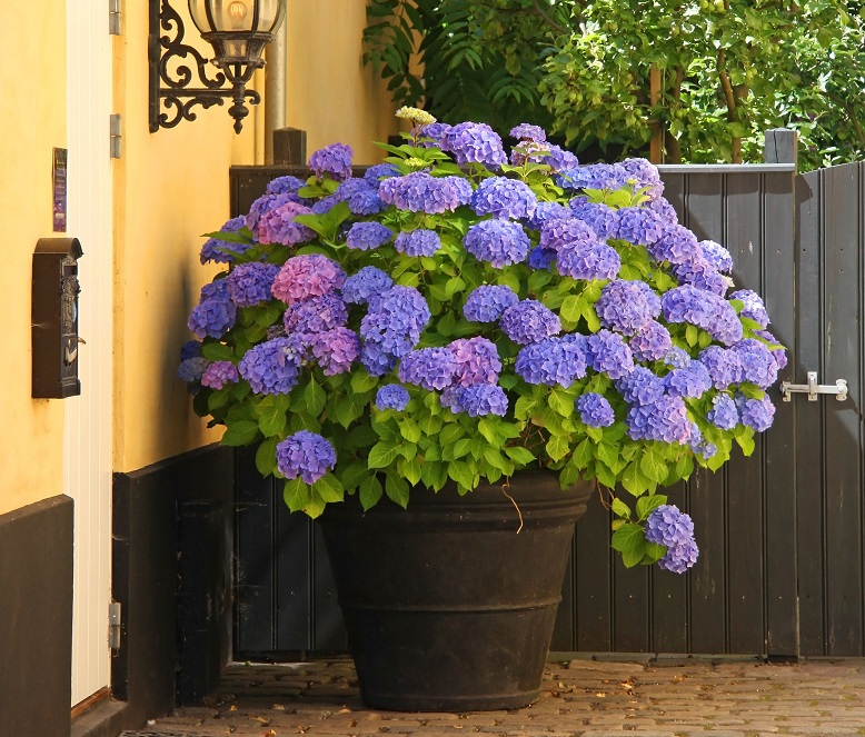 Comment entretenir ses fleurs en pot à l'extérieur
